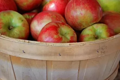 Your Guide to the Apple Barn and Cider Mill